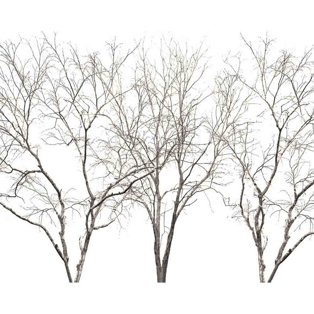 ACACIO COLOR – Fernanda Violic ®️